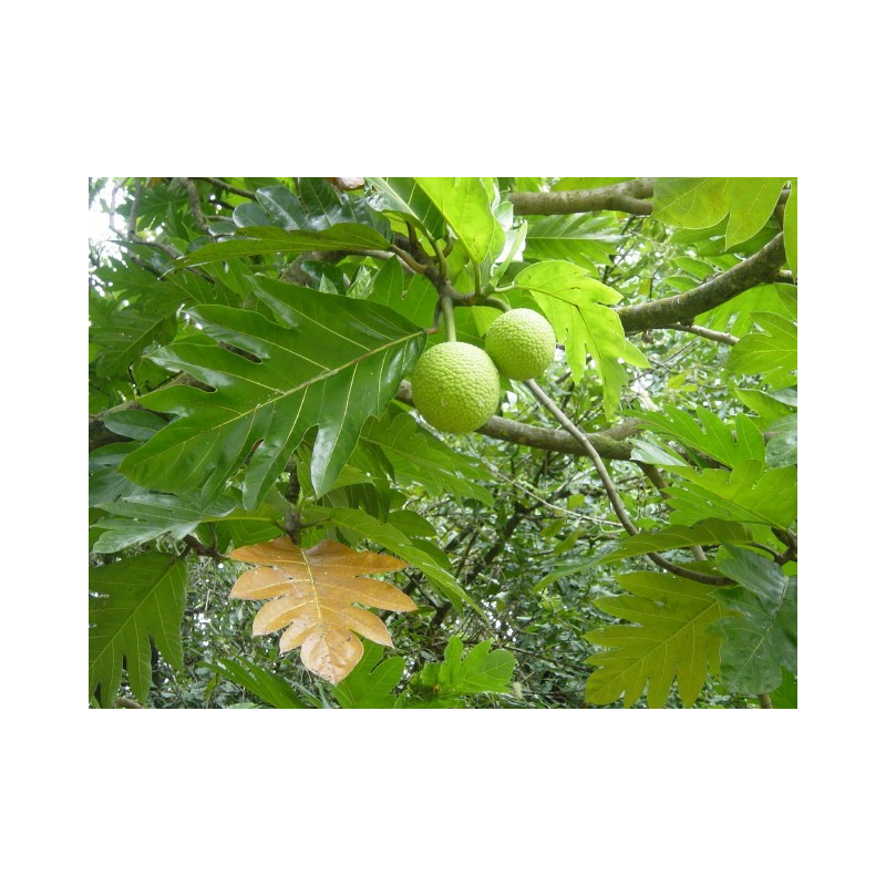 Bread tree - 1 plant