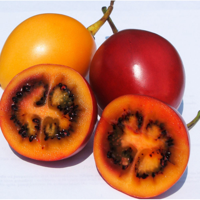 Tamarillo, Tree Tomato - 15 seeds