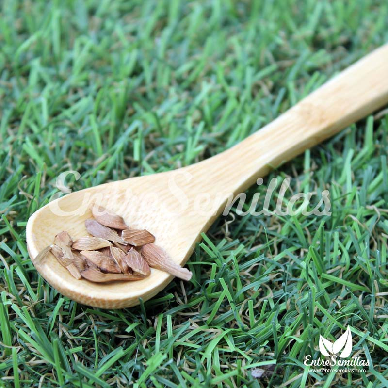 Red maple - 10 seeds