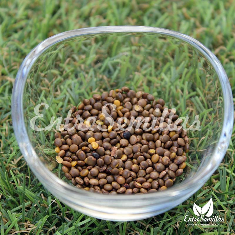Licorice - 10 seeds