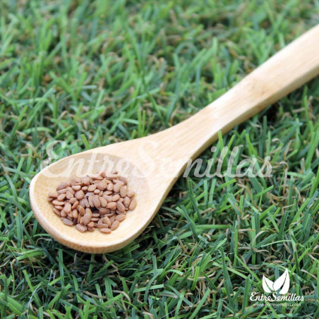 Black elder - 50 seeds