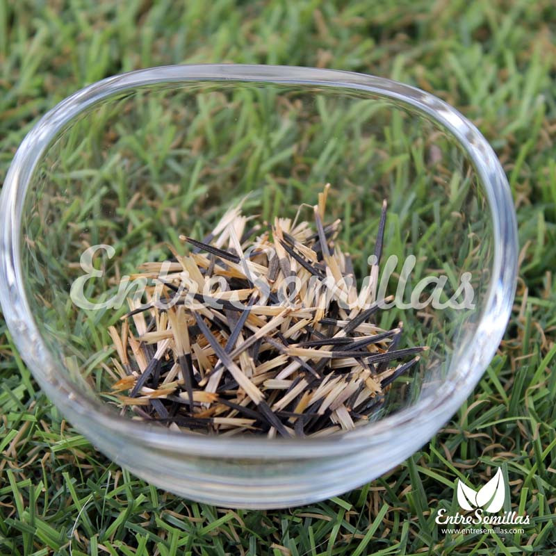 Tagetes - 75 seeds