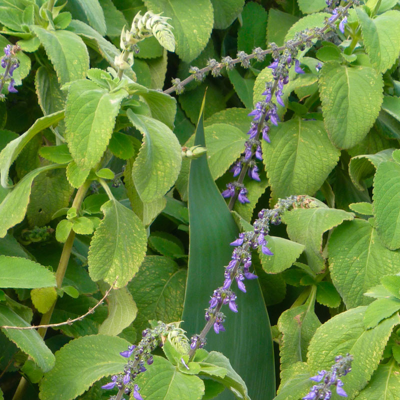 Boldo - 1 plant