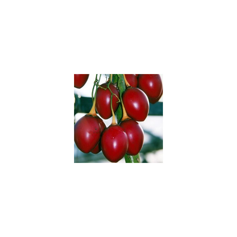 Tamarillo, Tree Tomato - 15 seeds