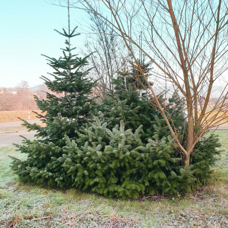 Abies nordmanniana Seeds | Hardy Christmas Tree Fir