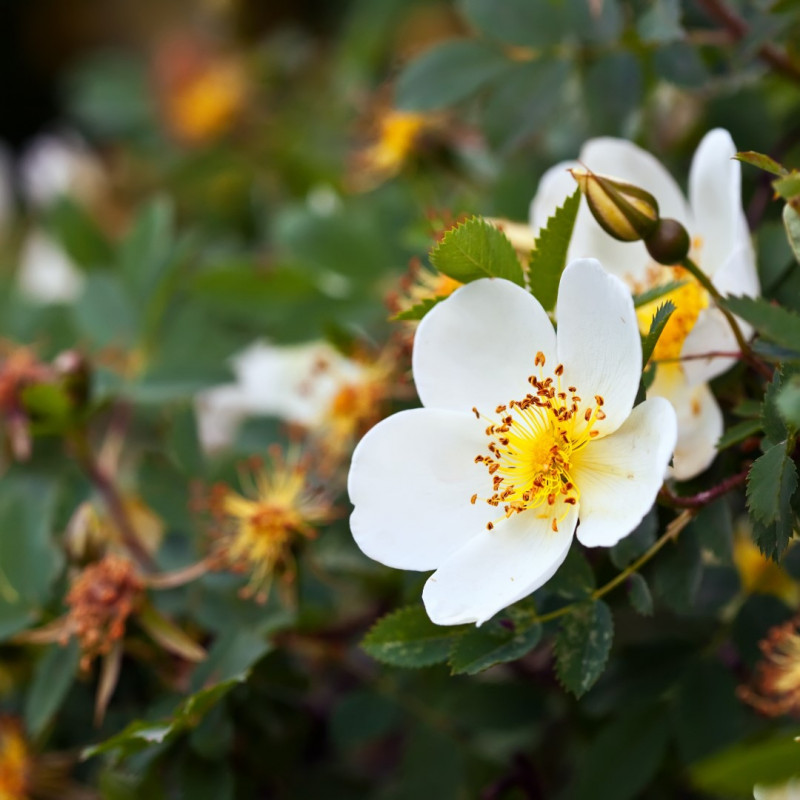 Dog rose - 100 seeds