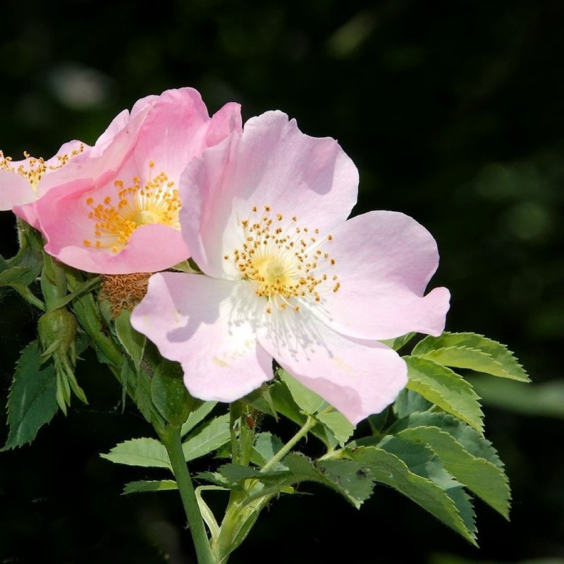 Dog rose - 100 seeds