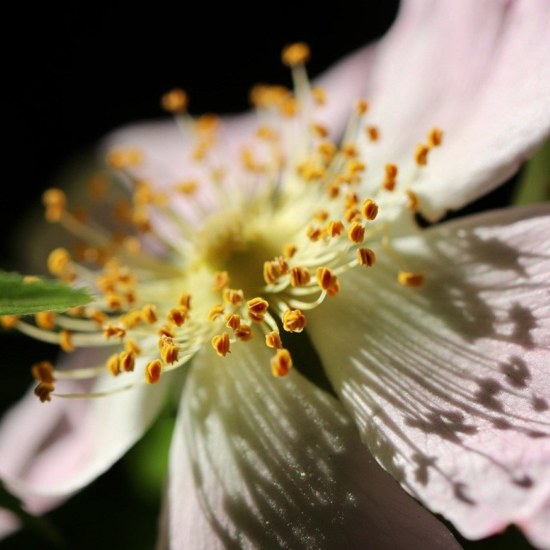 Dog rose - 100 seeds