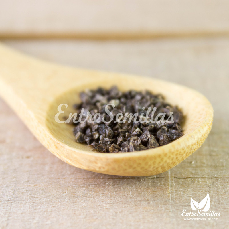 Larkspur, Rose - 60 seeds