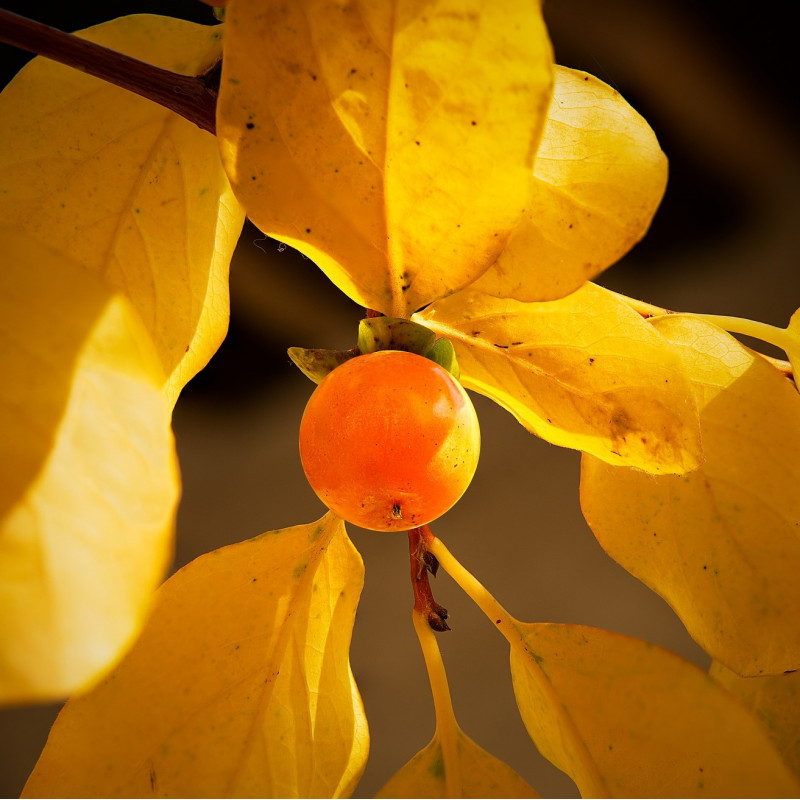 Date-plum - 10 seeds