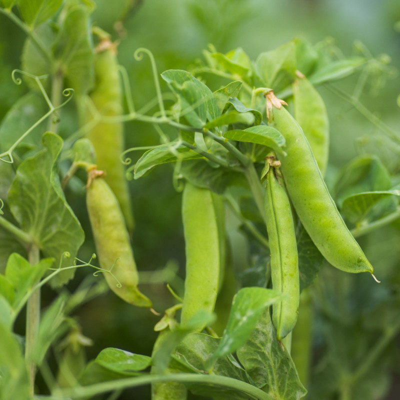 Peas, Progress - Seeds
