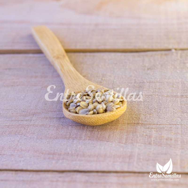 Samphire - 35 seeds