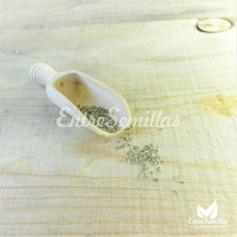 Daisy or marguerite - 350 seeds
