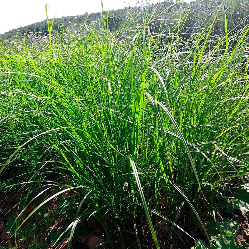 Chufa - 1 plant