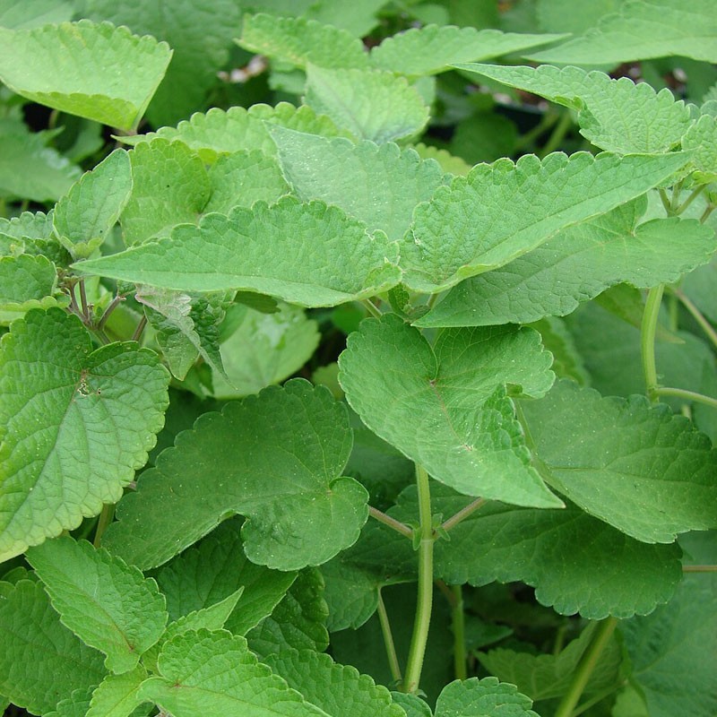 Anise Hyssop - Seeds (Agastache foeniculum) | Seed shop