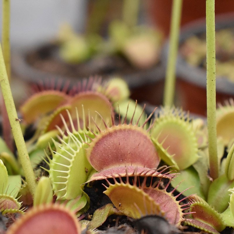 Venus flytrap seeds (Dionaea muscipula seeds) | Carnivorous seeds