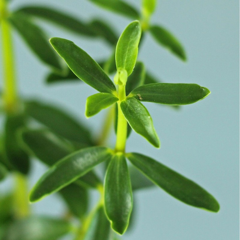 Congona plants (Peperomia inaequalifolia) or Canelón.