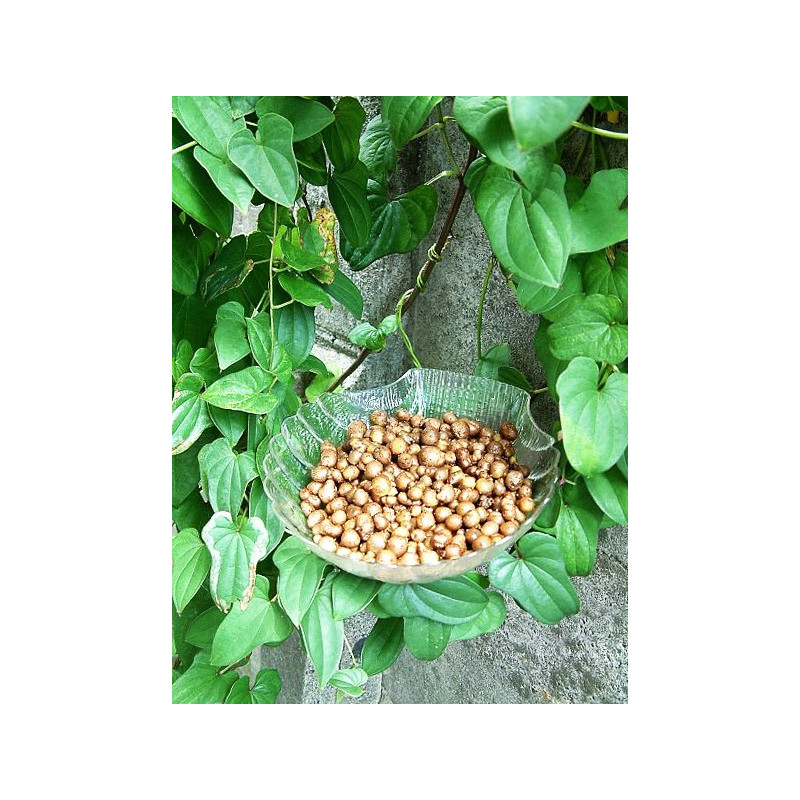 Chinese yam - 1 plant