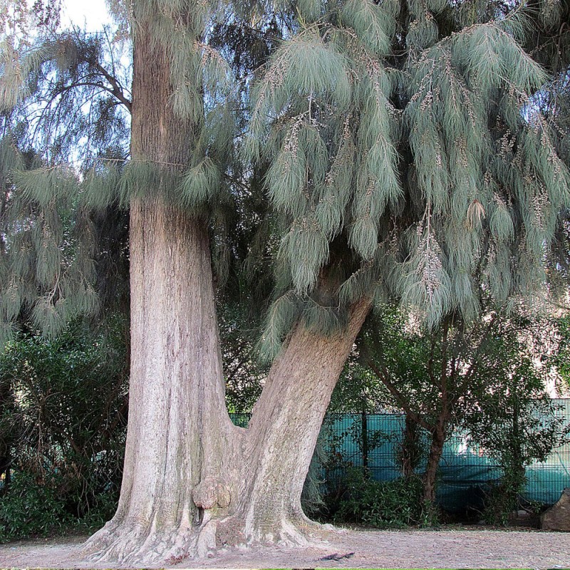 Casuarina seeds (Casuarina cunninghamiana seeds) | Online seeds