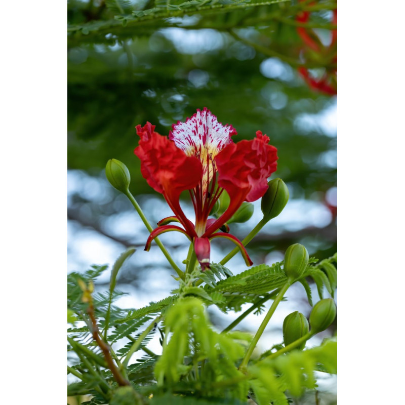 Flamboyant Plants (Delonix regia plants) | AmongSeeds
