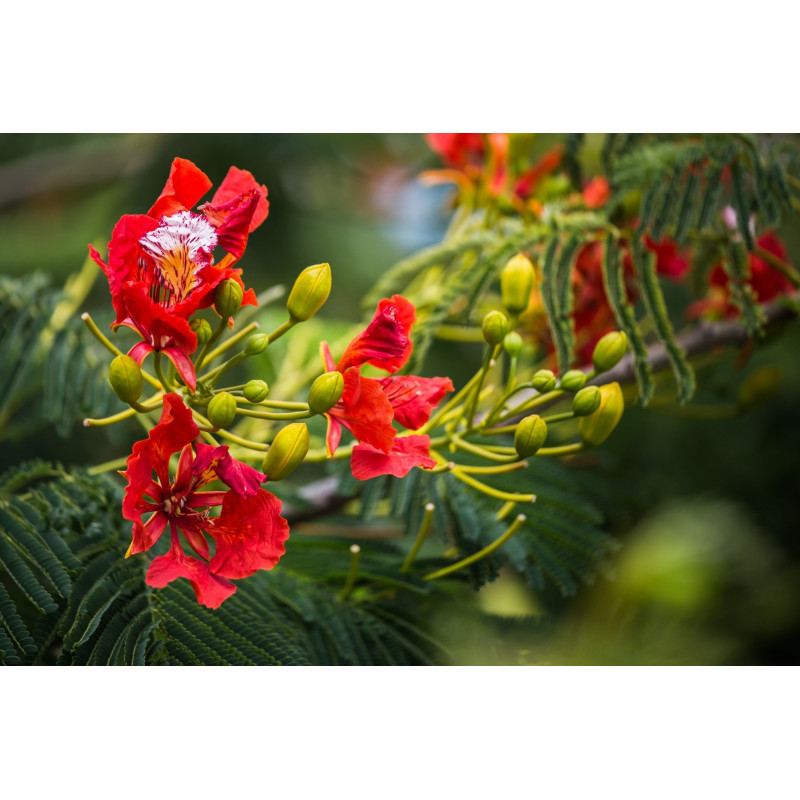 Flamboyant Plants (Delonix regia plants) | AmongSeeds
