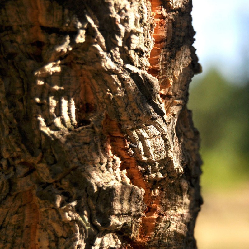 Quercus suber (Cork Oak) - Seeds - Resilient Mediterranean Tree