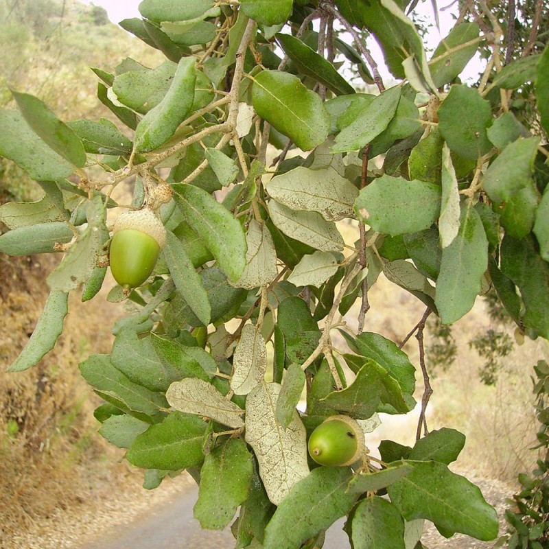 Quercus suber (Cork Oak) - Seeds - Resilient Mediterranean Tree