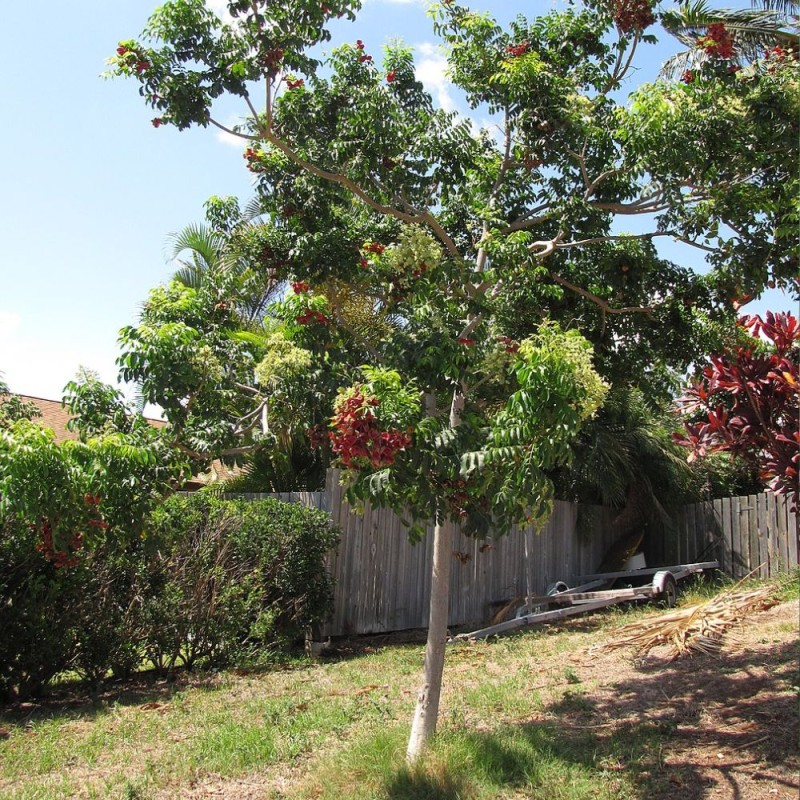 Black pearl tree - Seeds