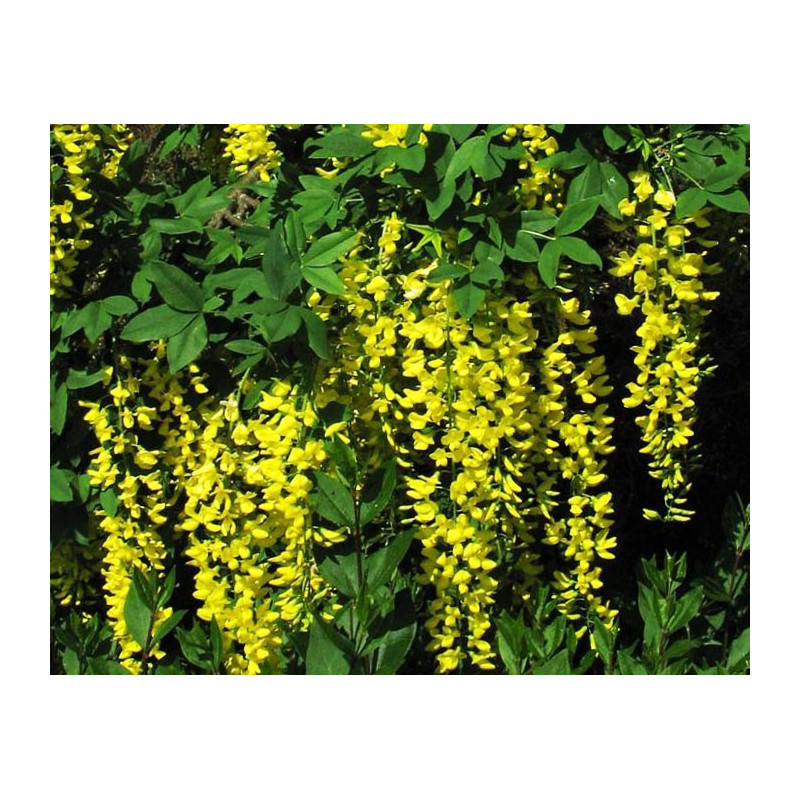 Golden chain tree - Seeds