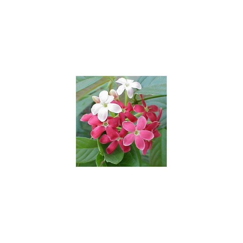 Quisqualis - 1 plant