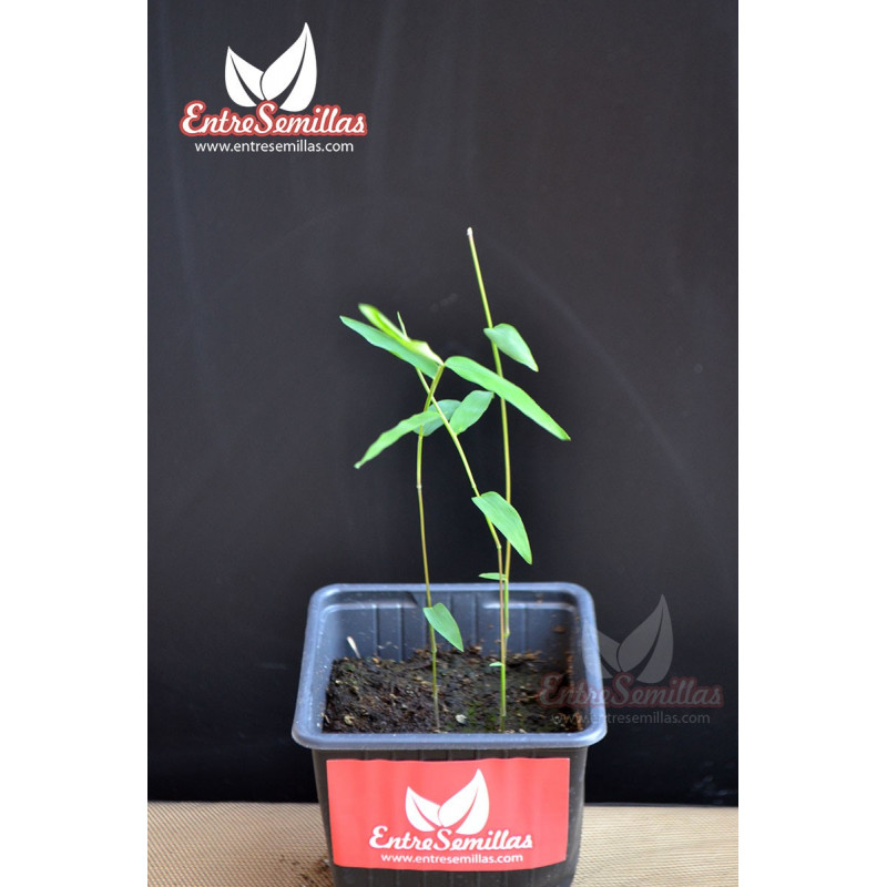 Iron bamboo - 1 plant