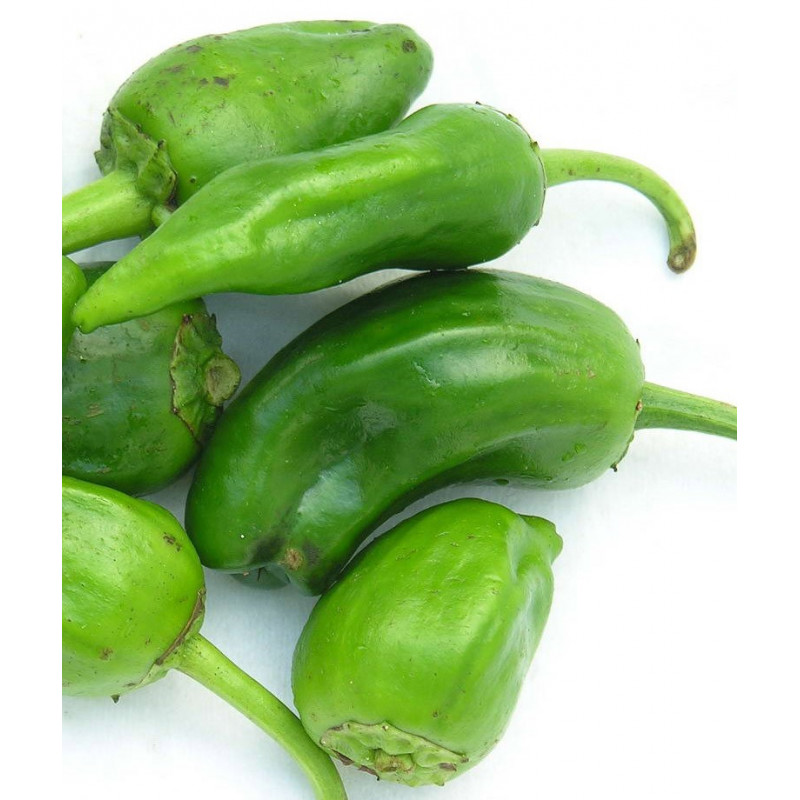 Pepper, Padrón - 70 seeds