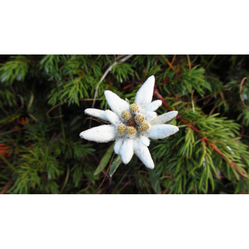 Edelweiss - 50 seeds
